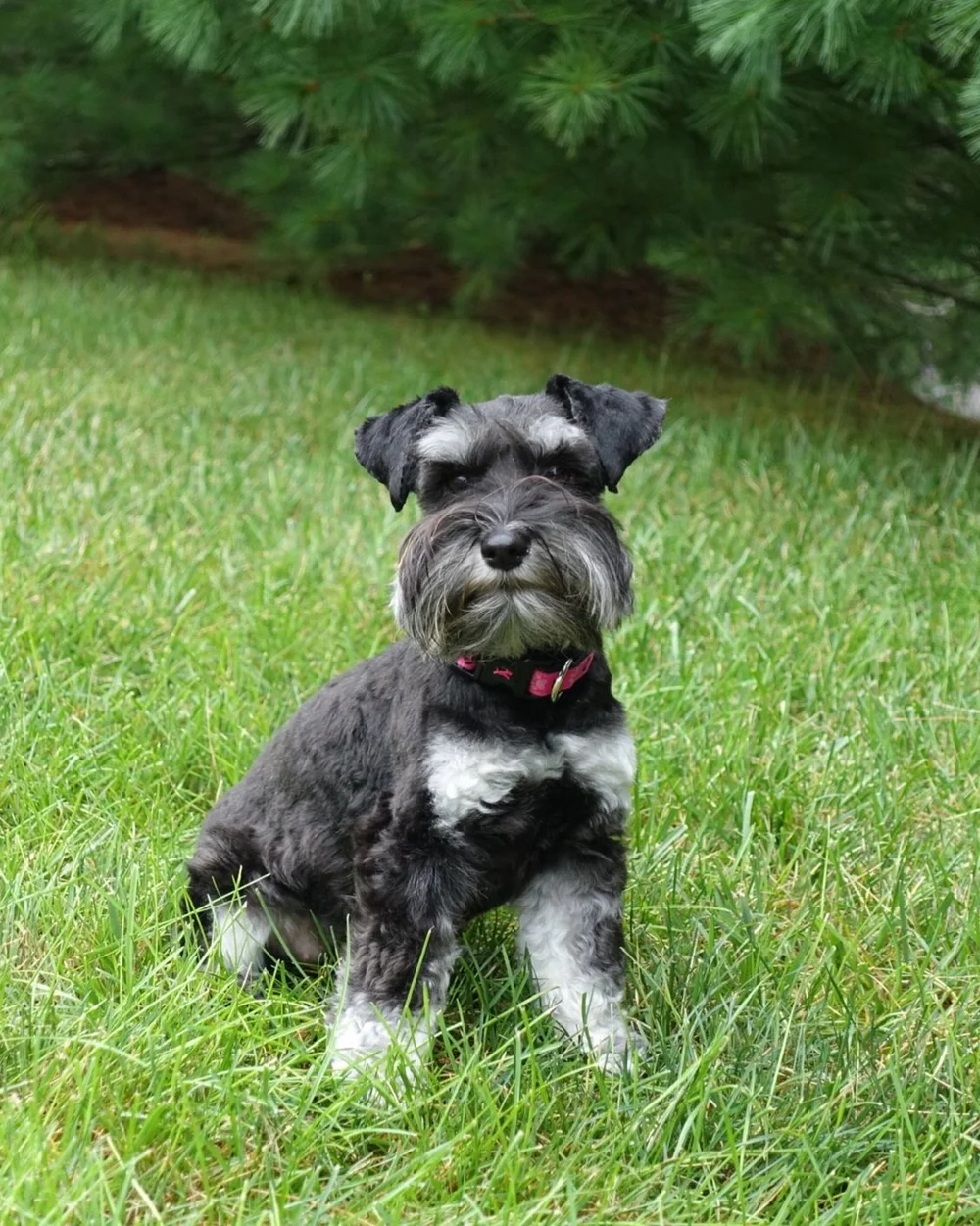 MINI SCHNAUZER TEAM — SVCC Mini Schnauzers