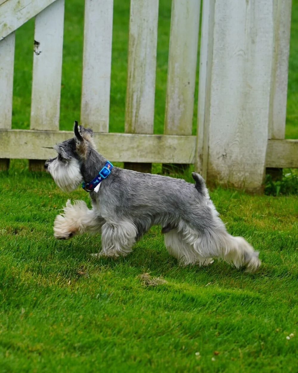 MINI SCHNAUZER TEAM | Adopt Your Perfect Companion — Learn More — SVCC ...