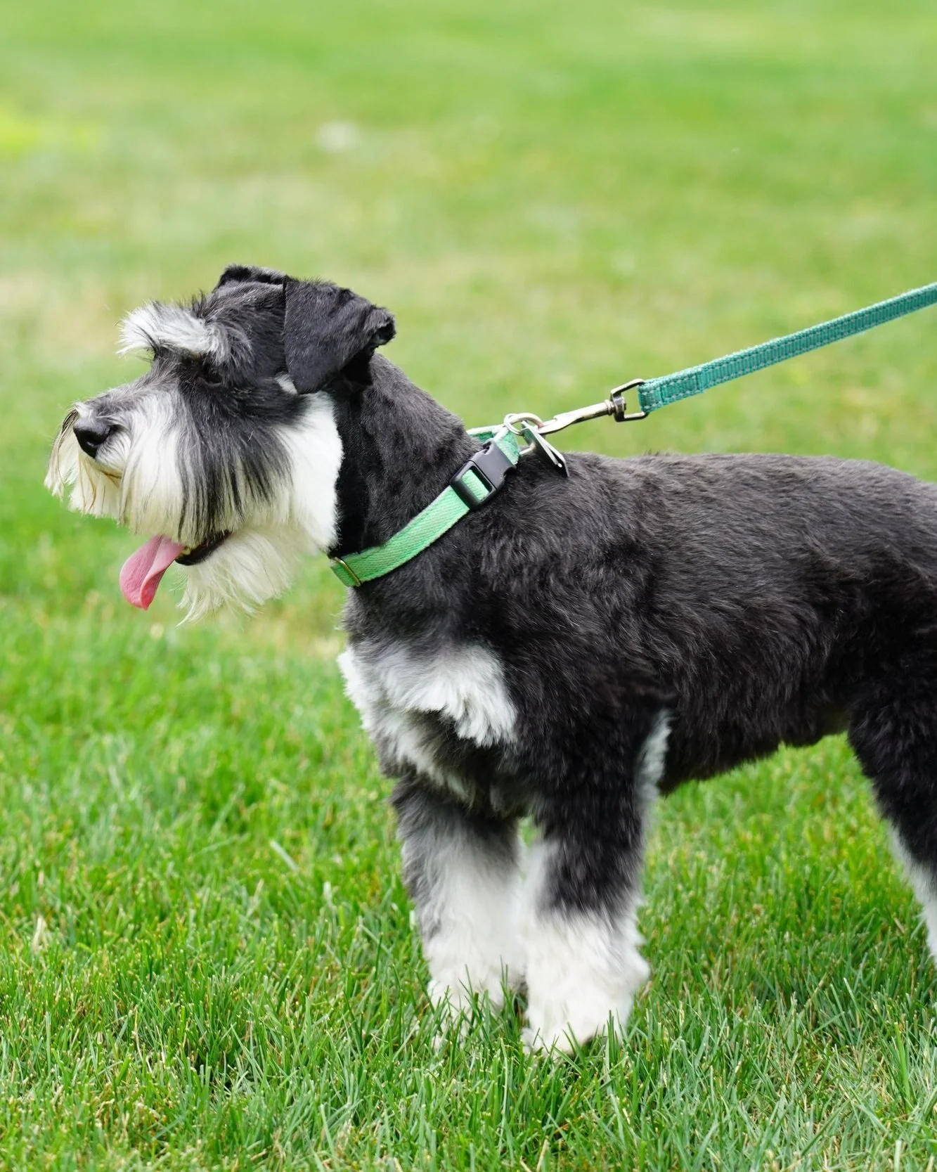 MINI SCHNAUZER TEAM | Adopt Your Perfect Companion — Learn More — SVCC ...
