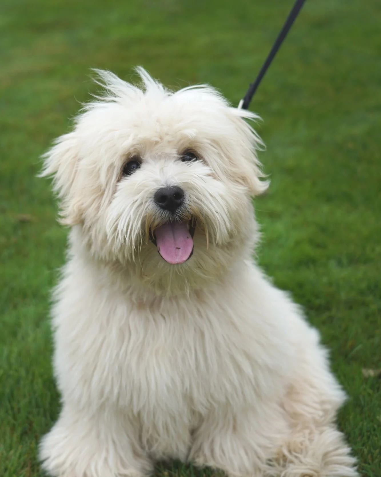 MINI SCHNAUZER TEAM — SVCC Mini Schnauzers