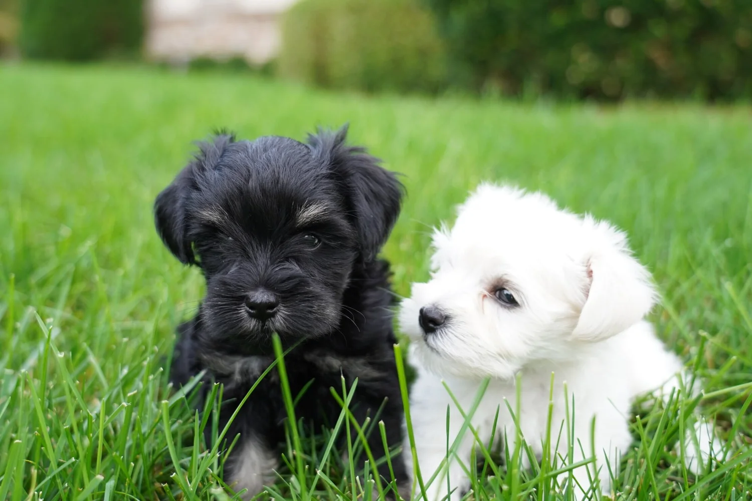 Schnauzer Puppy Prices | Find Your Perfect Puppy - Get Started Now ...