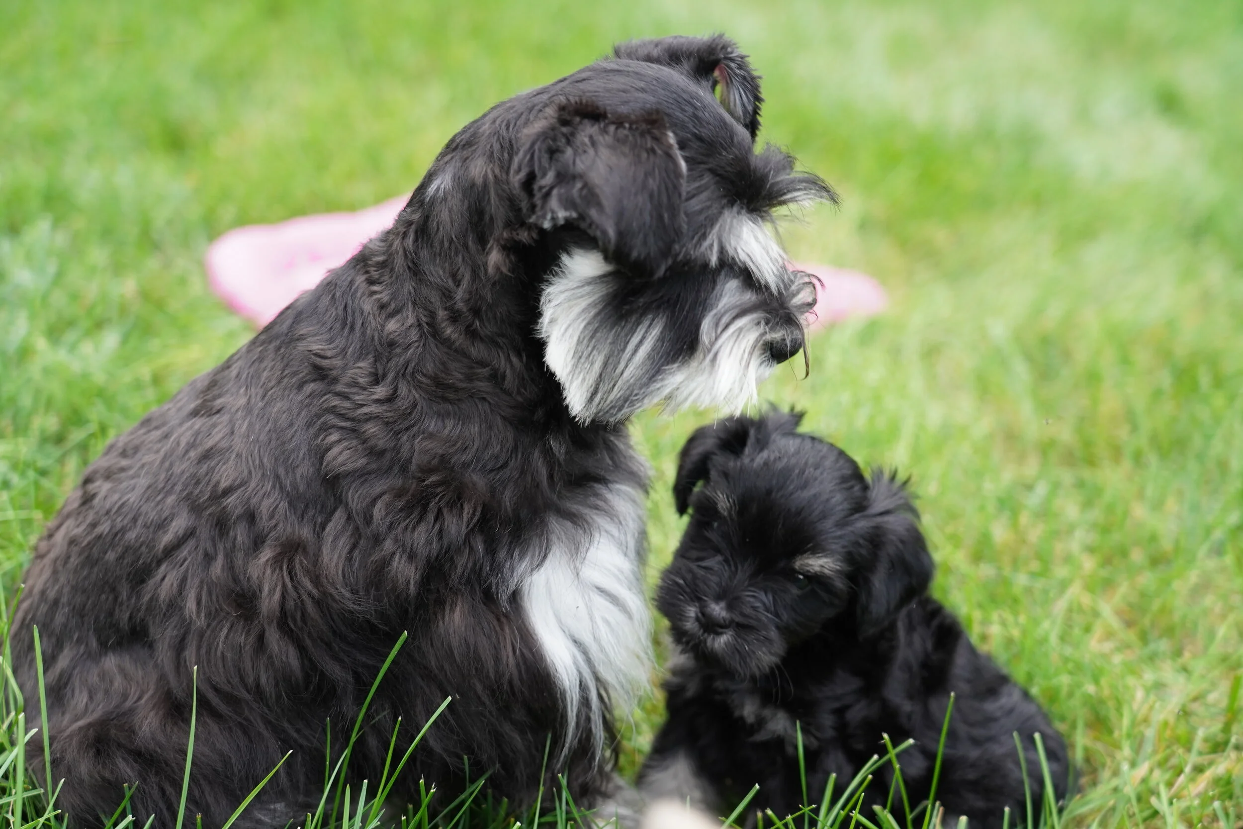 Schnauzer Puppy Family | Find Your Perfect Schnauzer Today — SVCC Mini ...