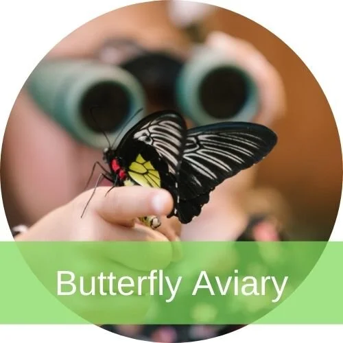 About 4 — The Butterfly Palace