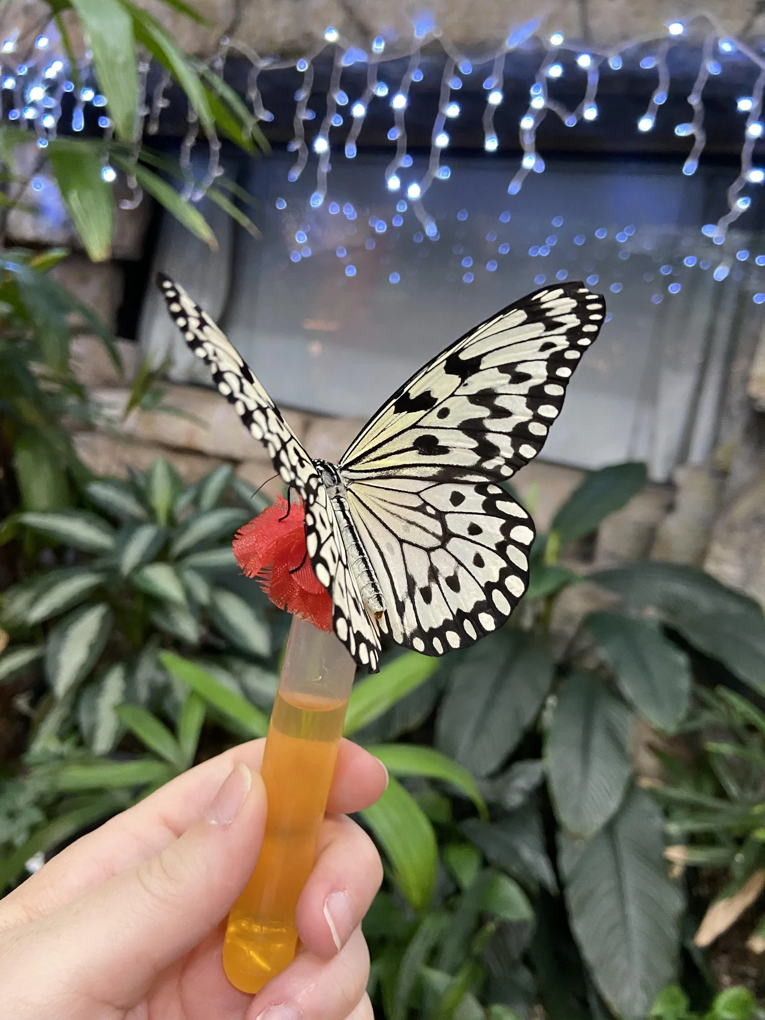 Hours and Tickets — The Butterfly Palace