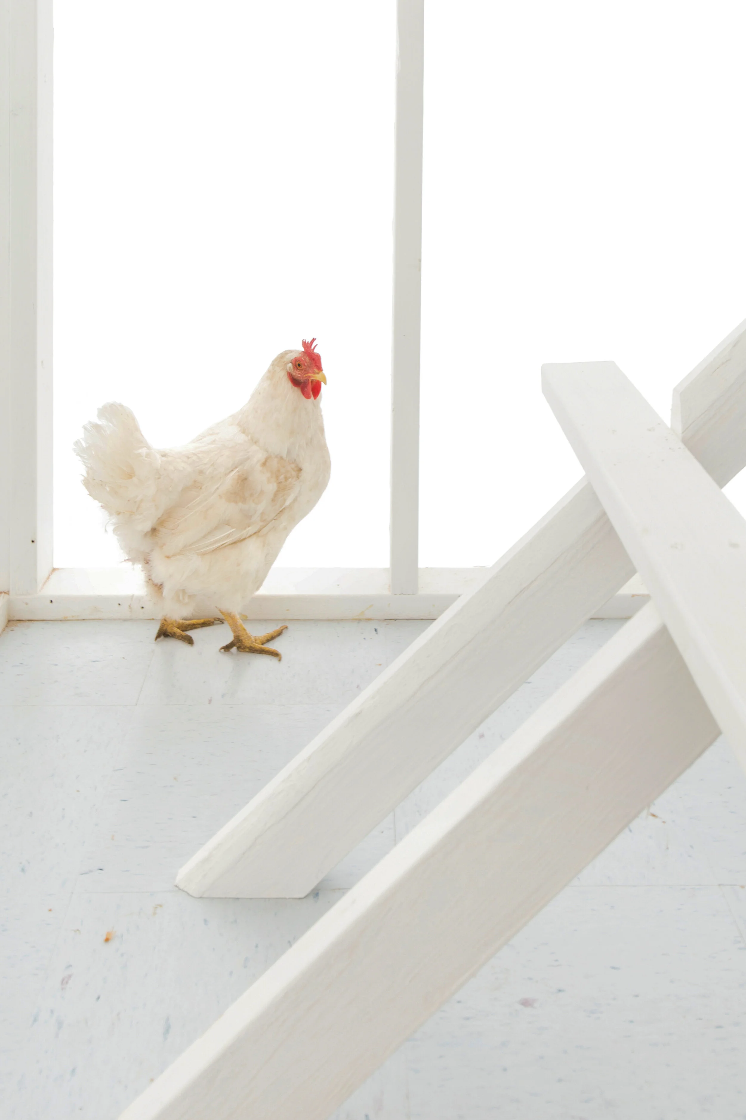 Modern Chicken Coop by Tomecek Studio Architecture - Unique Designer ...