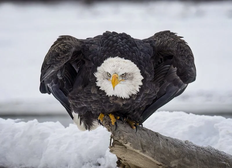 Artists — Corrales Bosque Gallery