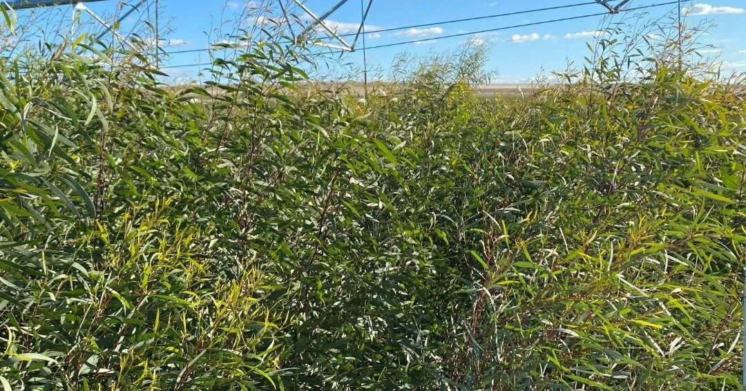 Main Camp WA Pty Ltd