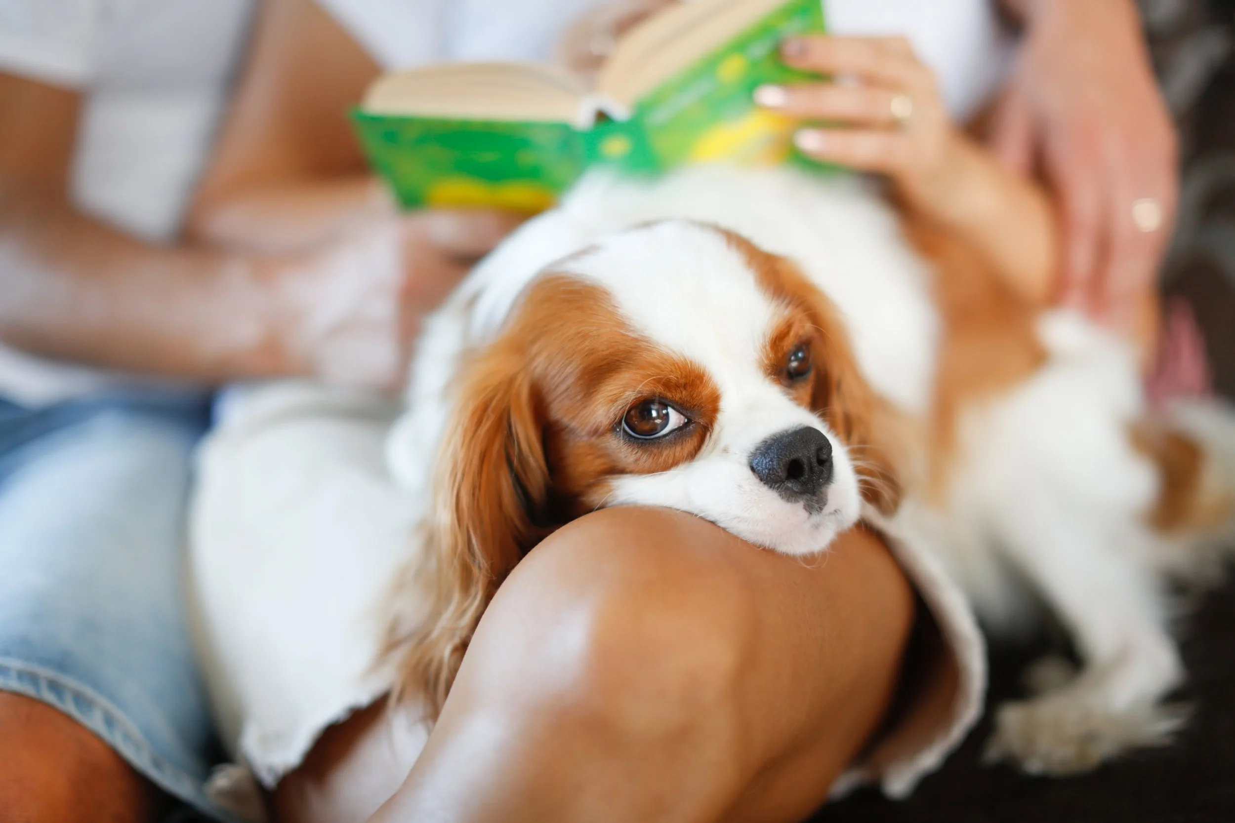 Recommended Resources For Canine Health The Healthy Cavalier King Recommended Resources For Canine Health The Healthy Cavalier King