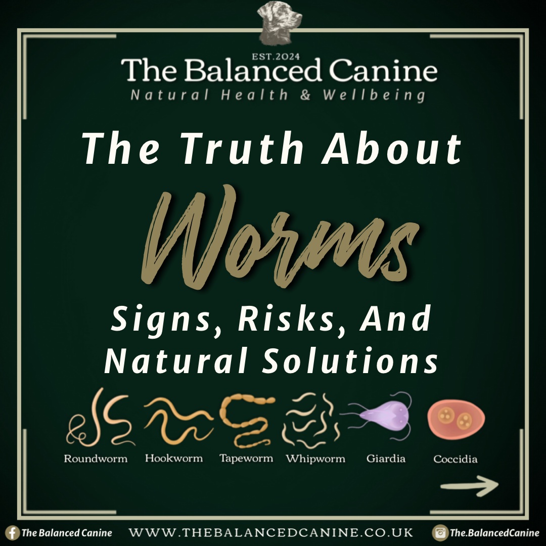 Comprehensive Guide to Worms in Dogs: Symptoms, Prevention, and Natural ...