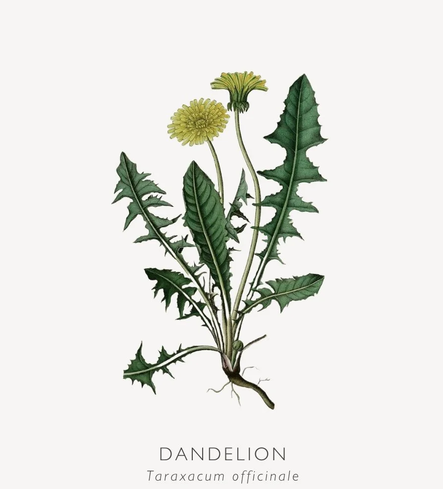The Benefits of Dandelion For Dogs — The Balanced Canine