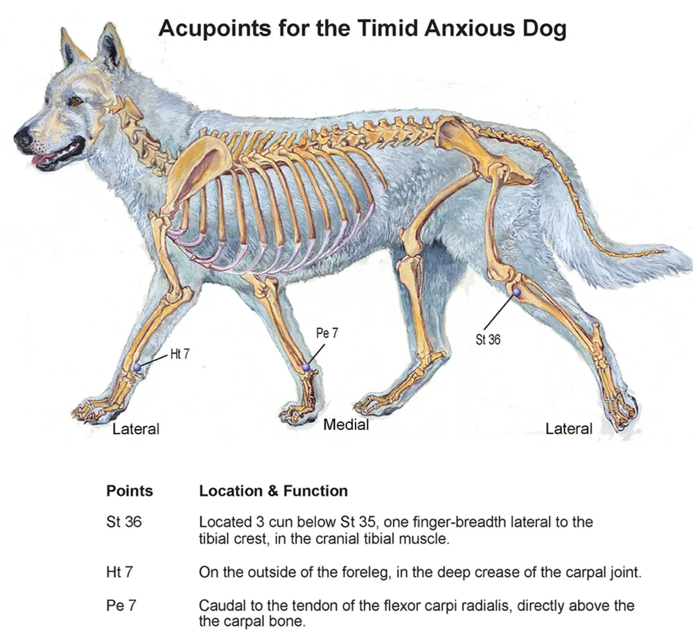 Canine Acupressure Points Guide: Calming Touch for Dogs | The Balanced ...
