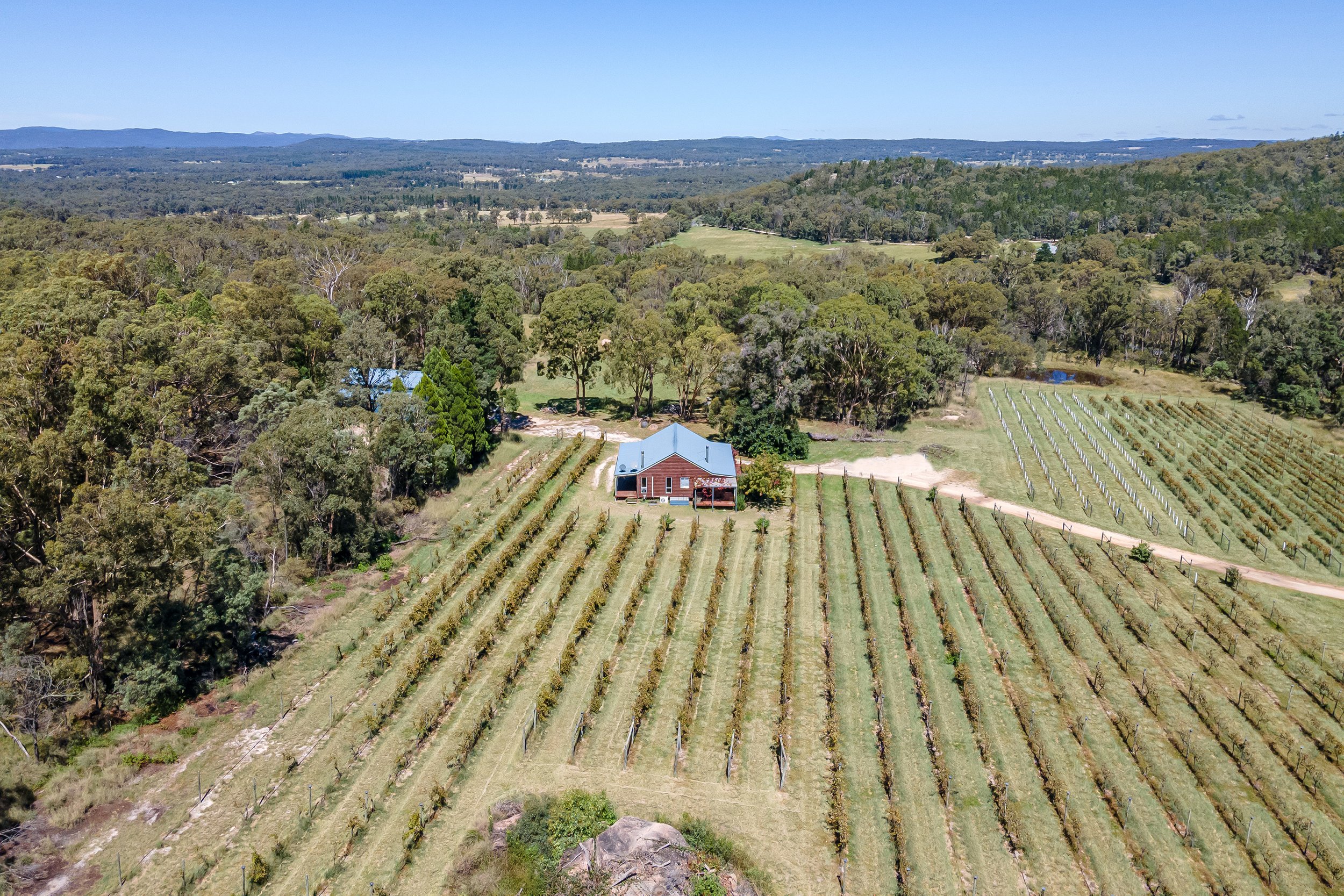Ravenscroft Vineyard