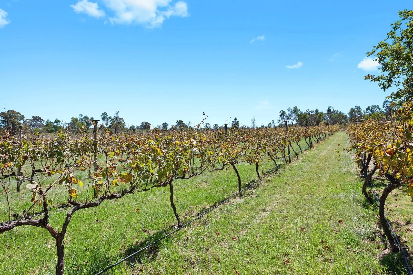 Ravenscroft Vineyard