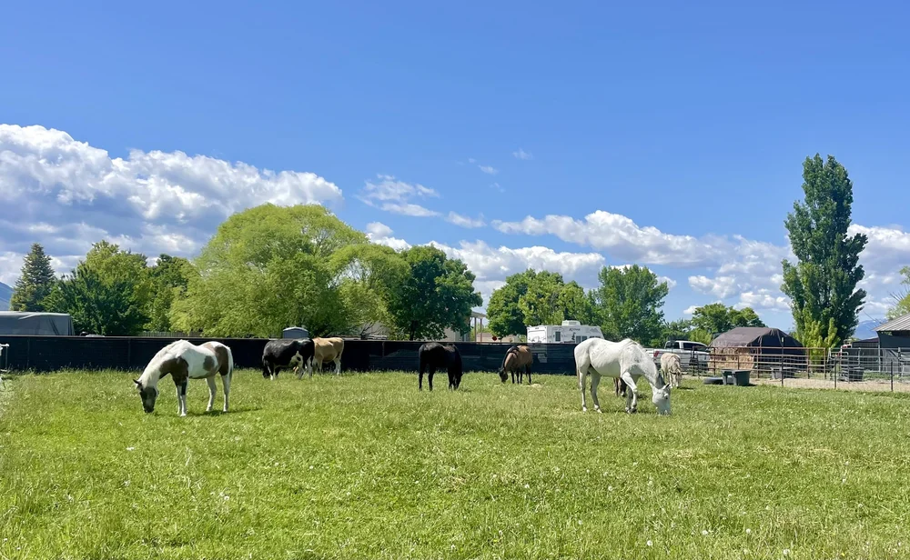 RSVP 4 — Ritzy Rescue Ranch