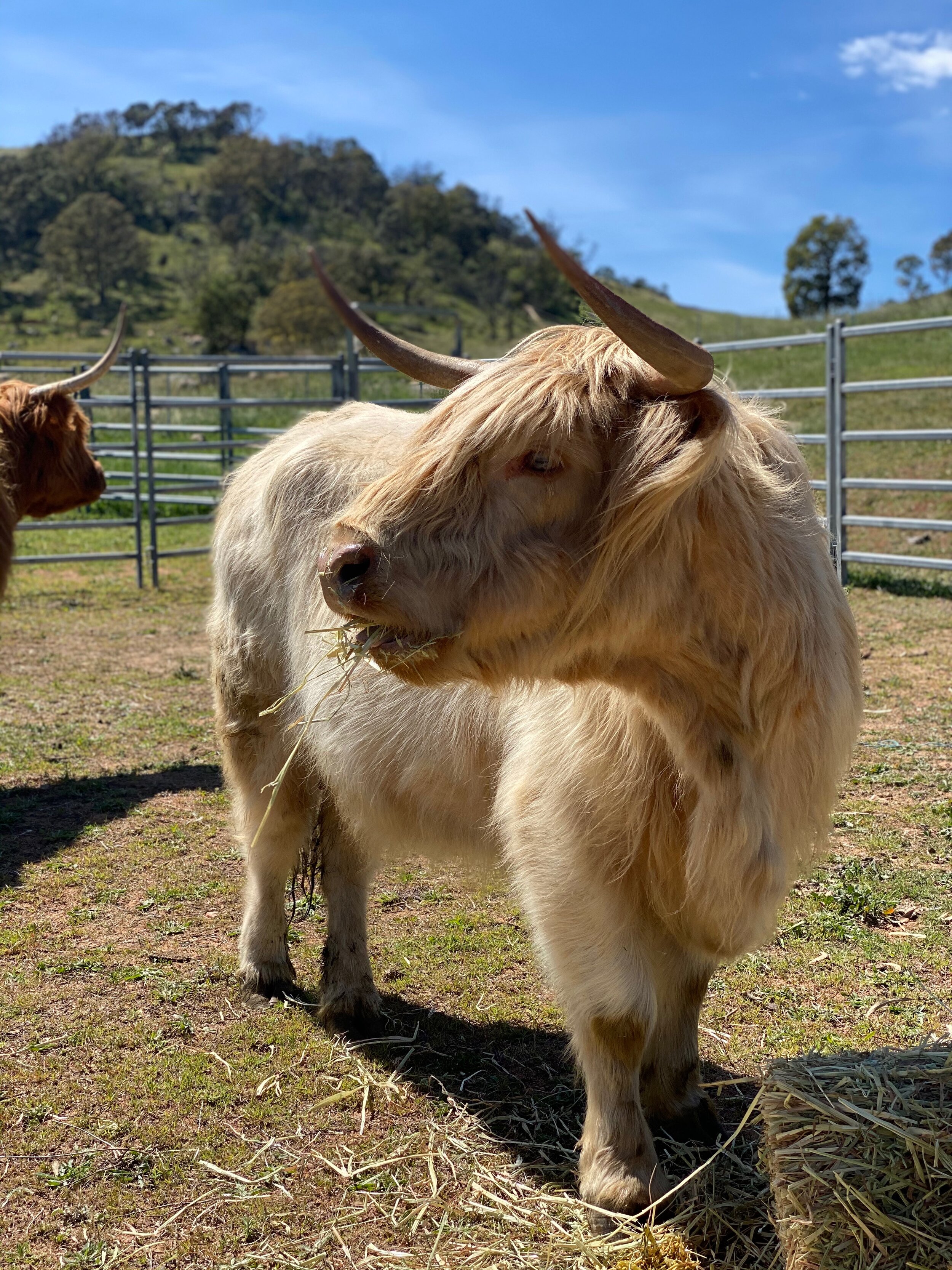 Roxberry Highlands — ROXBERRY FARM