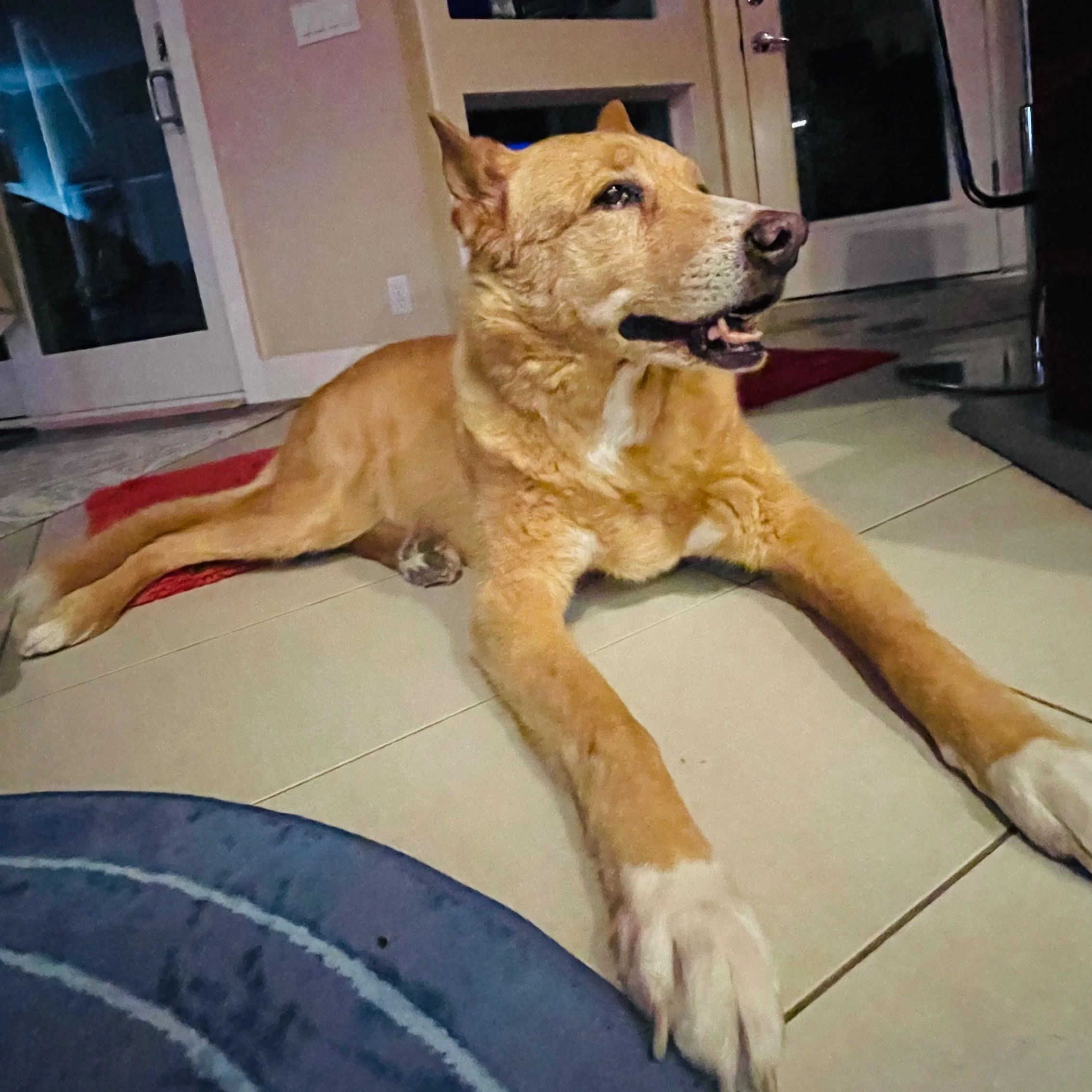 What is Dog Osteoarthritis? Signs, Causes, & Treatment Options — Dog ...