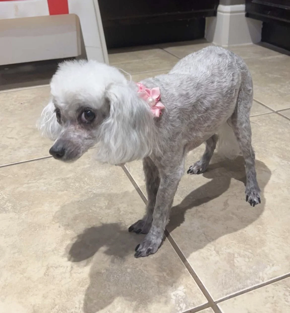 Luxating Patella in Dogs: Causes, Symptoms, and Treatment — Dog ...