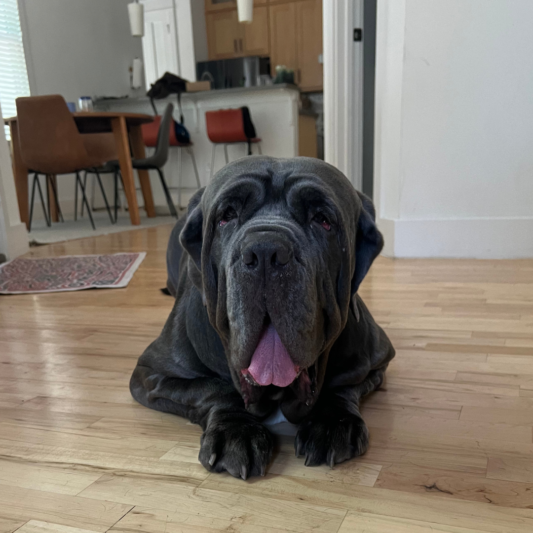 Are Dog Braces Good for CCL Tears? What to Know Before You Buy — Dog ...