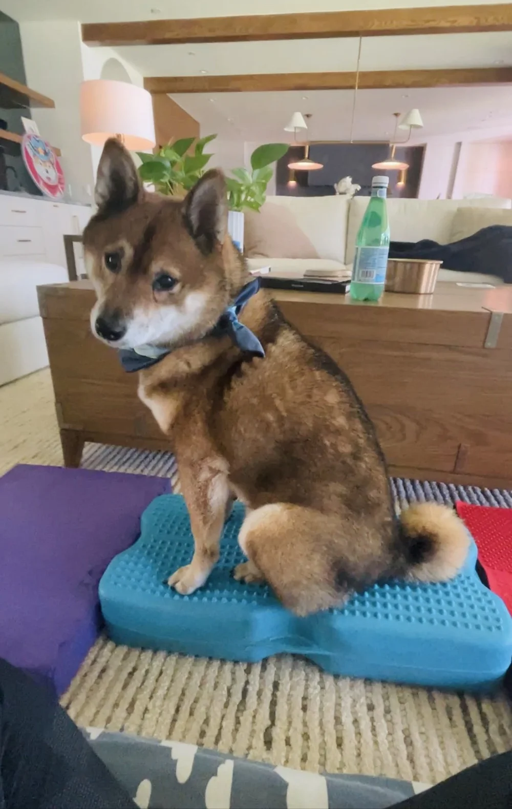 Luxating Patella in Dogs: Causes, Symptoms, and Treatment — Dog ...