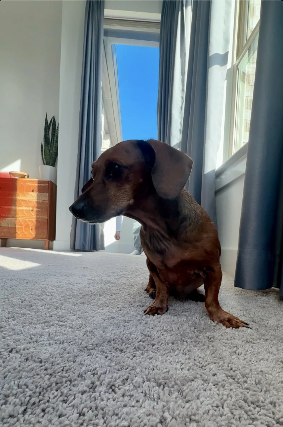 IVDD in Dachshunds: Causes, Symptoms & Treatment — Dog Rehabilitation ...