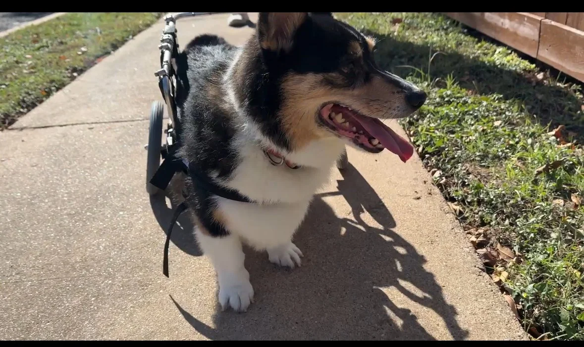 IVDD and Back Problems in Corgis: What Owners Should Know — Dog ...