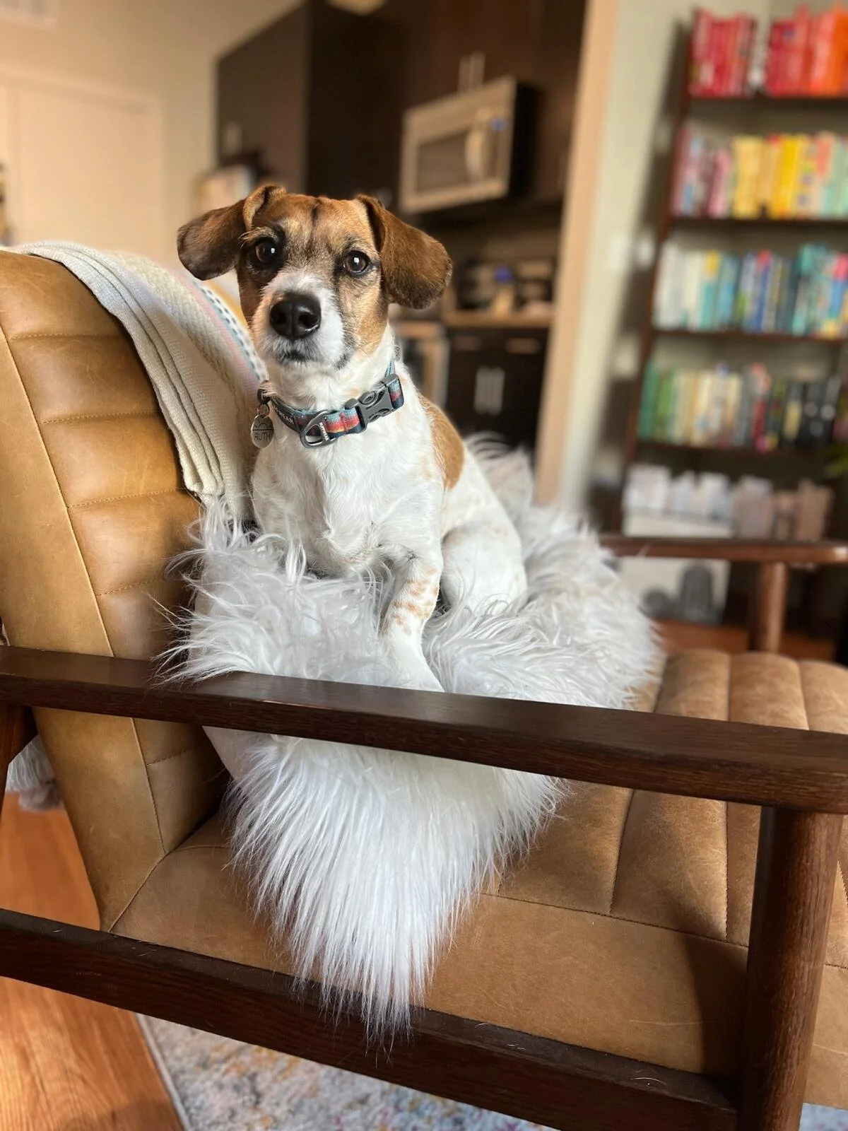 Best Positions for Dogs with IVDD: Resting, Sitting, and Standing — Dog ...