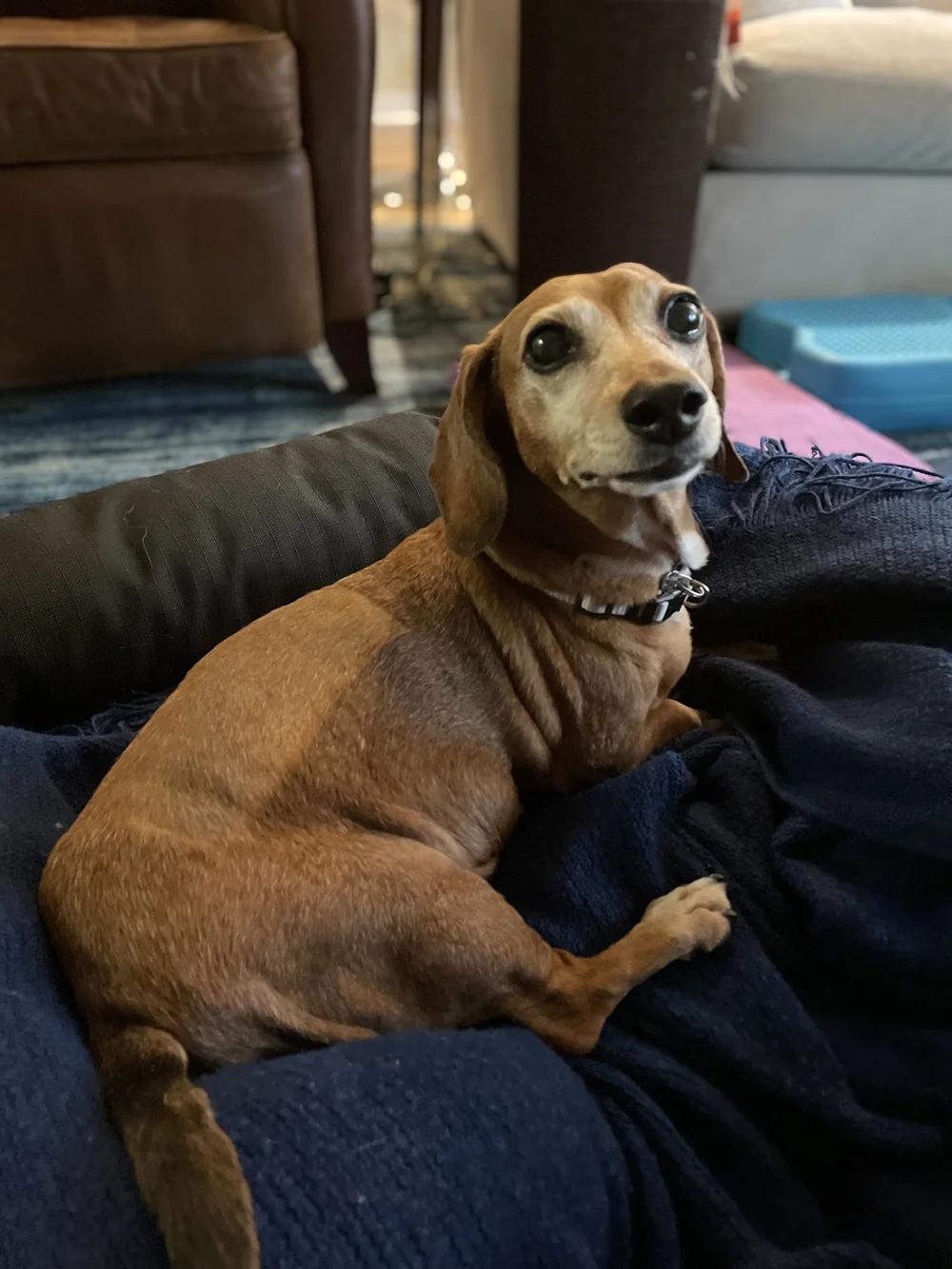 IVDD Dogs Treatment Austin | Intervertebral Disc Disease — Dog ...
