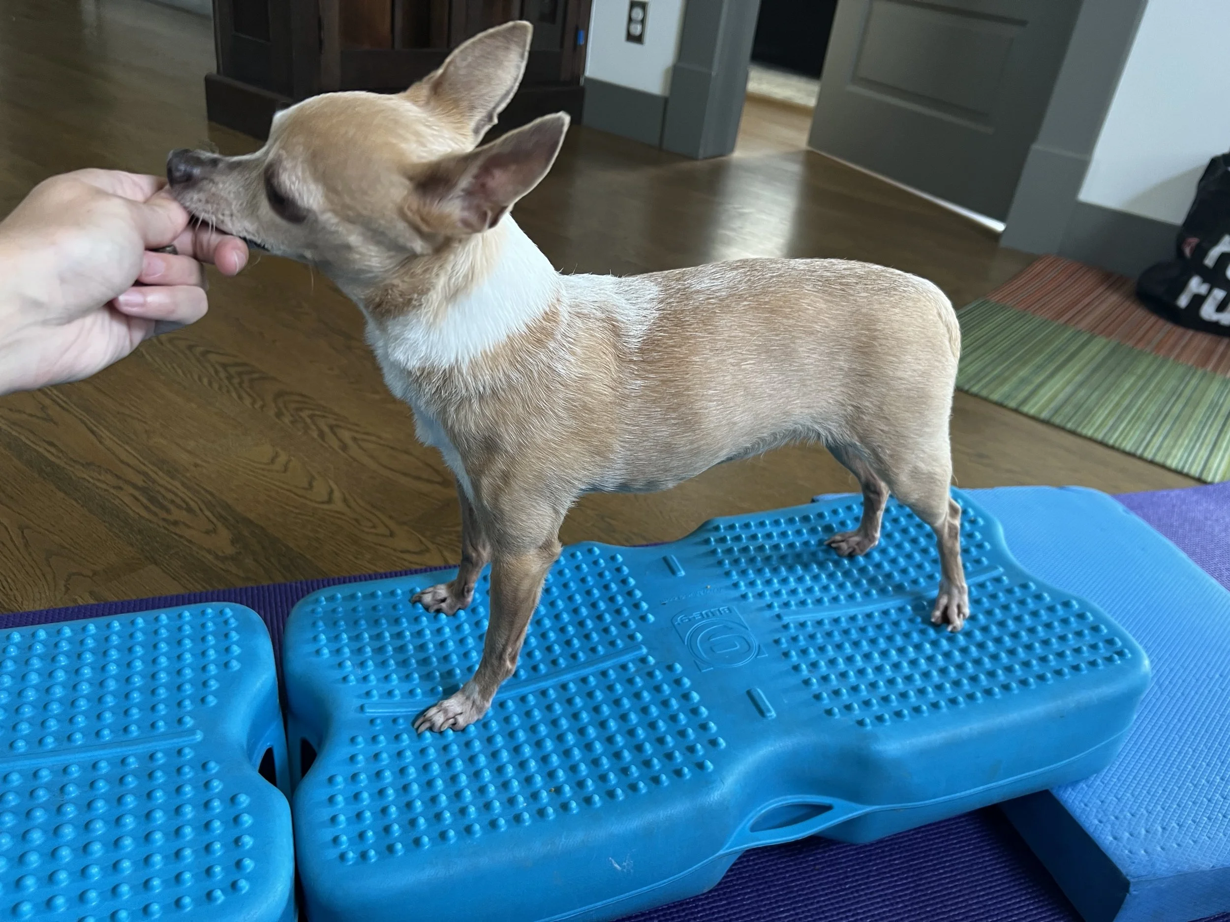 Signs of Nerve Damage in Dogs’ Back Legs: What to Watch For — Dog ...