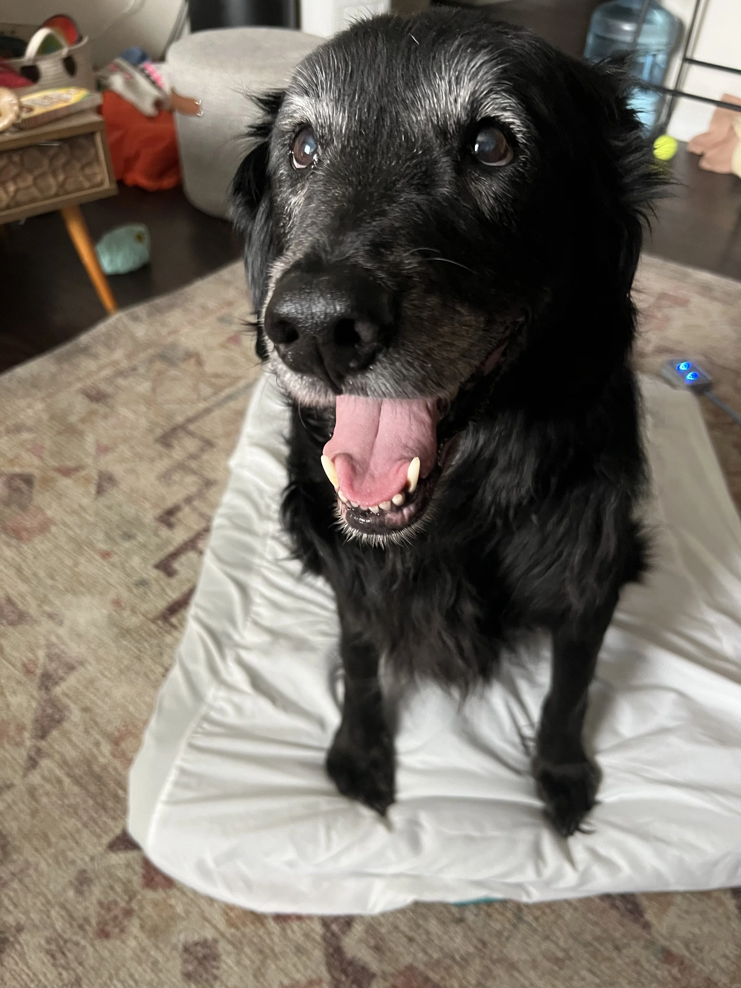 Librela Side Effects in Dogs: What Pet Owners Should Know — Dog ...