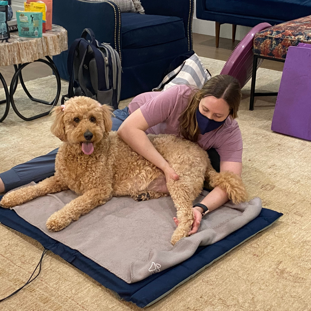 Torn ACL/CCL Treatment for Dogs TX | Austin Canine Rehab — Dog ...