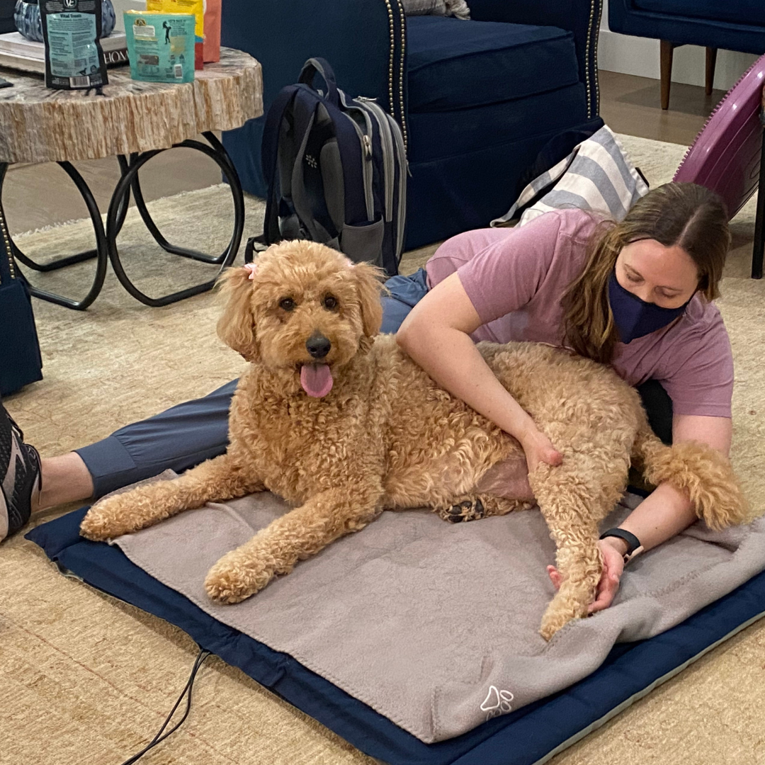 Canine Manual Therapy & Rehabilitation Services Austin TX — Dog ...