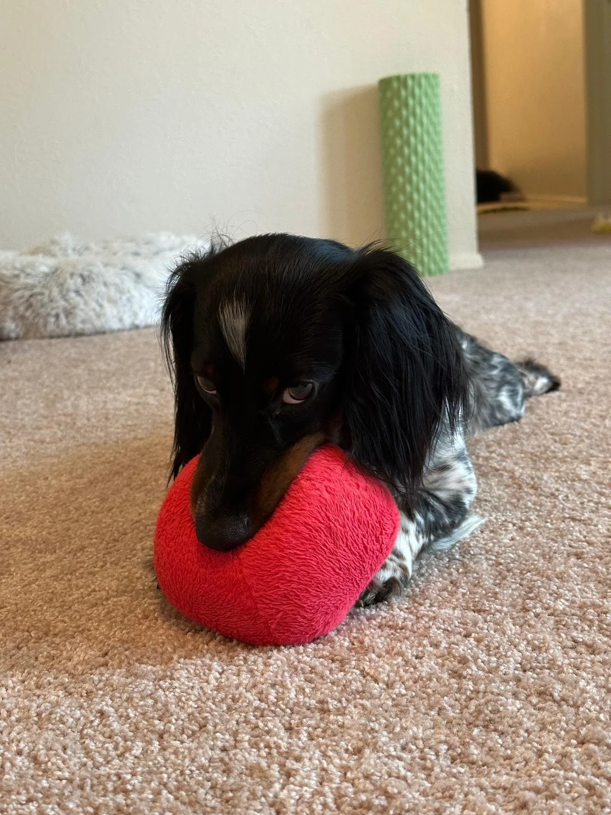 IVDD in Dachshunds: Causes, Symptoms & Treatment — Dog Rehabilitation ...