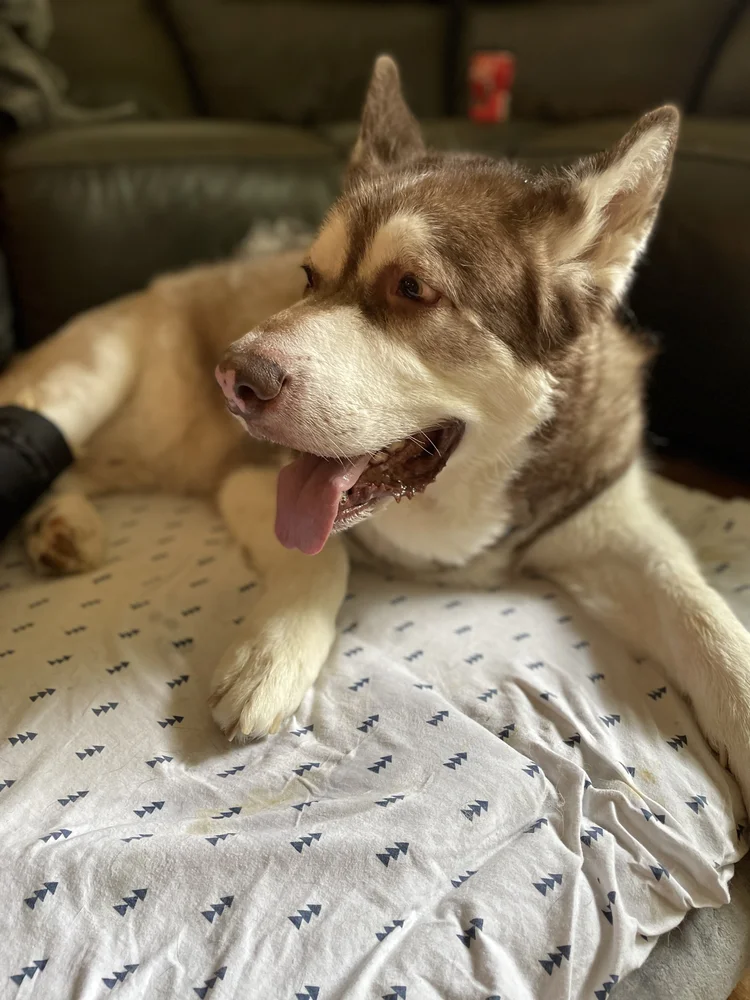 Elderly Dog Bowel Incontinence: Causes and Treatment Options — Dog ...