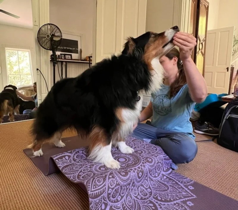 Torn ACL/CCL Treatment for Dogs TX | Austin Canine Rehab — Dog ...