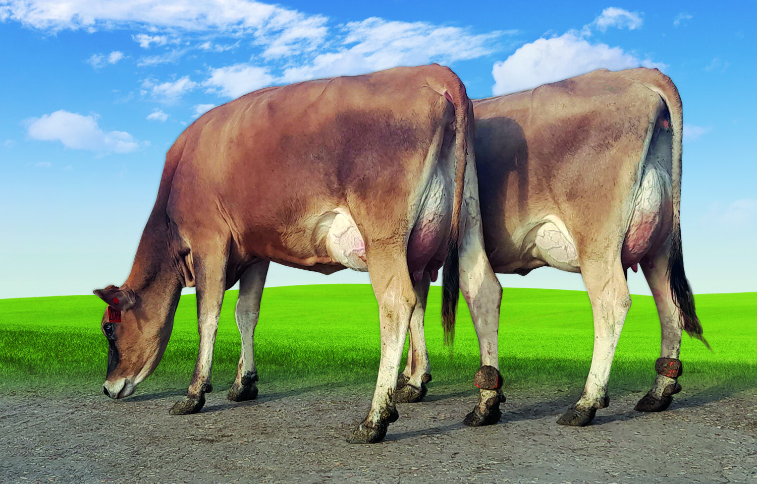 319736 JX PINE Bull Profile — World Wide Sires NZ