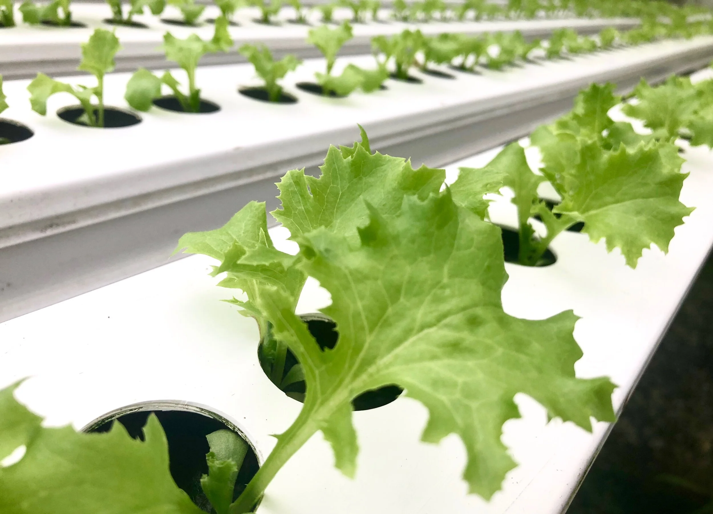 Freshly Grown Farms | High Quality Hydroponic Produce | Sustainable & Clean