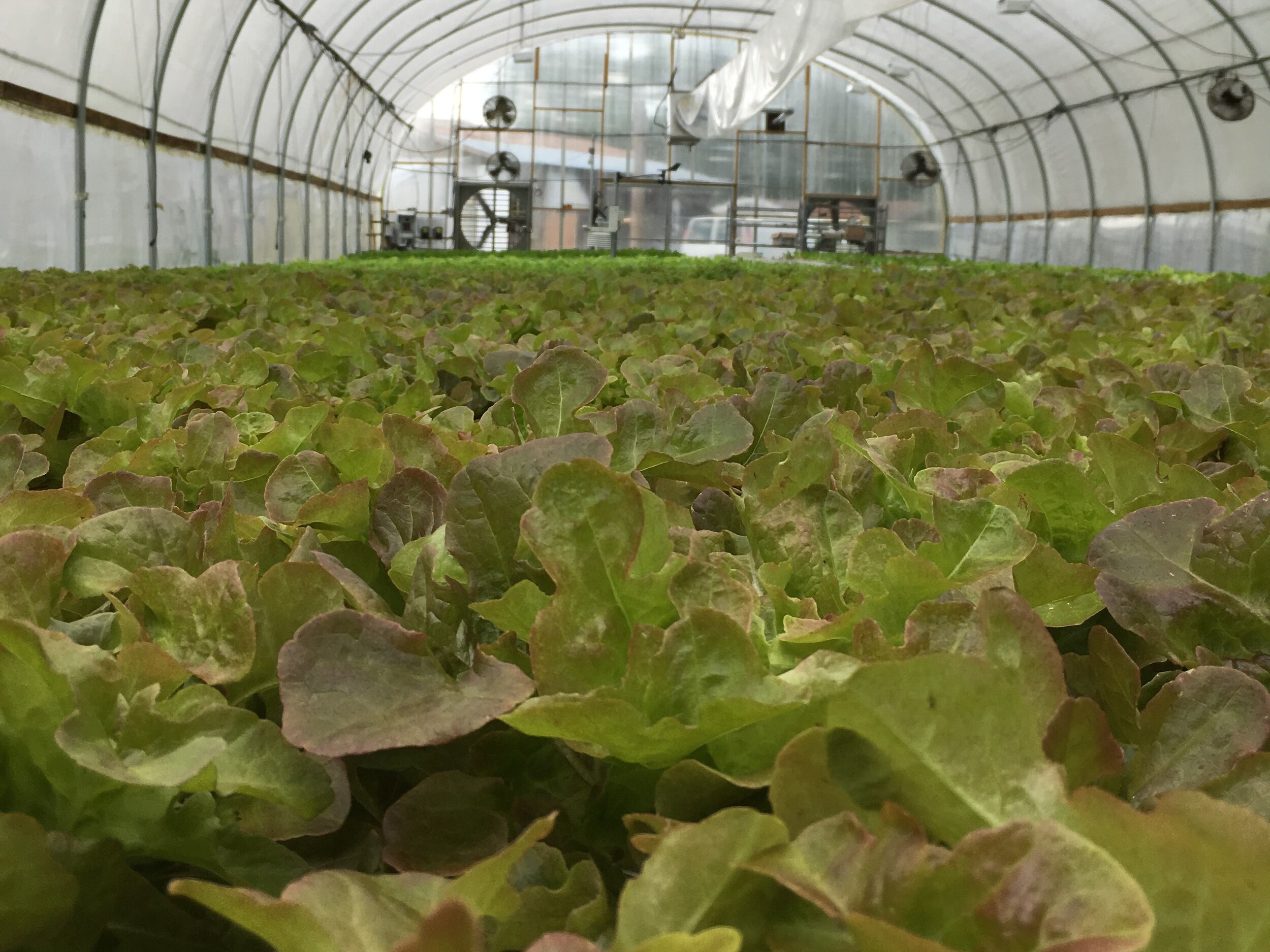 Freshly Grown Farms | High Quality Hydroponic Produce | Sustainable & Clean