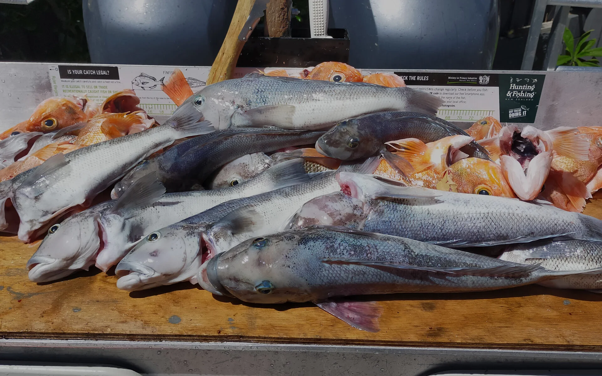 Fishing Kaikoura | Kaikoura Fishing Tours — Kaikōura Fishing Charters