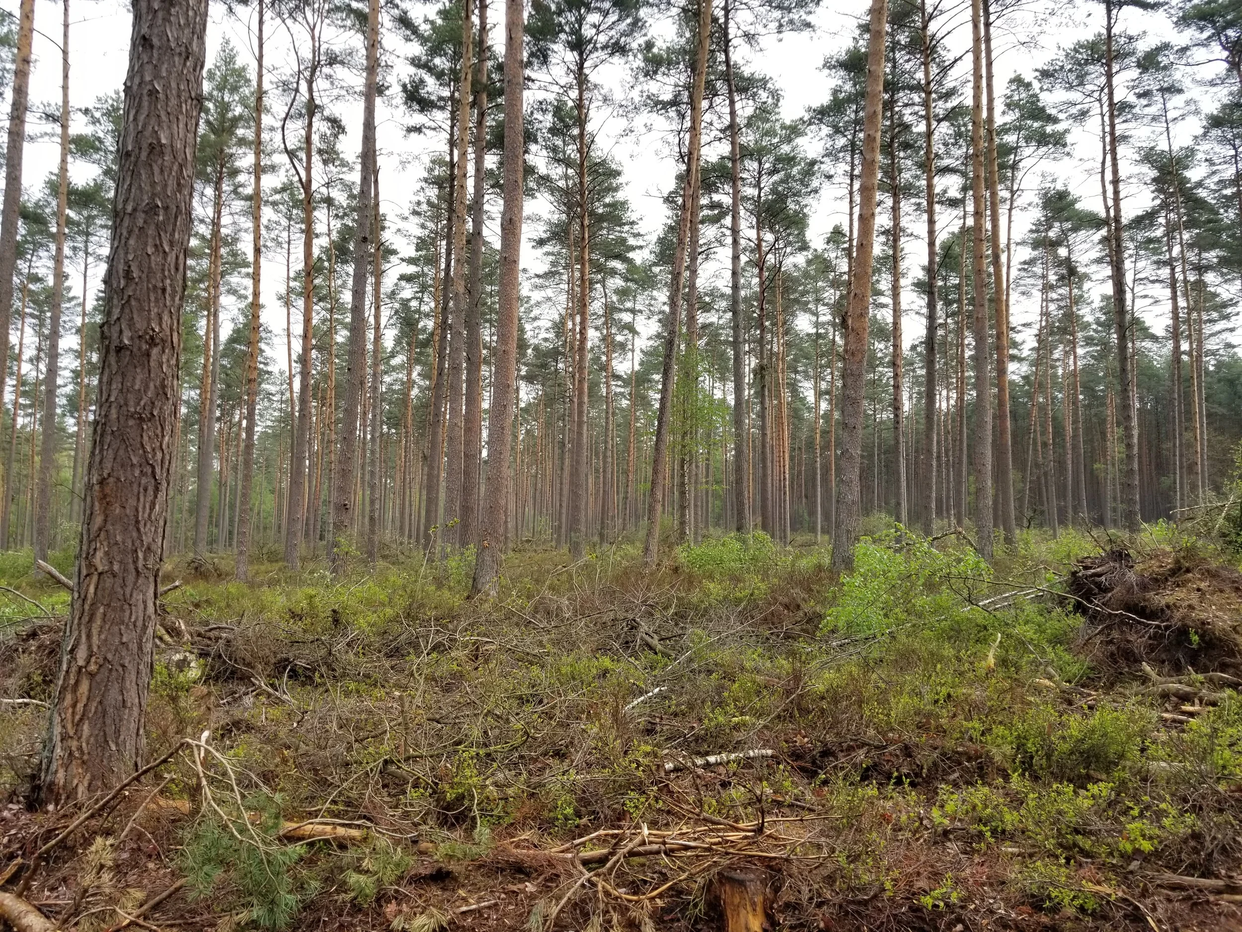 German Forestry Practices and Beer Culture — Lagers and Loggers