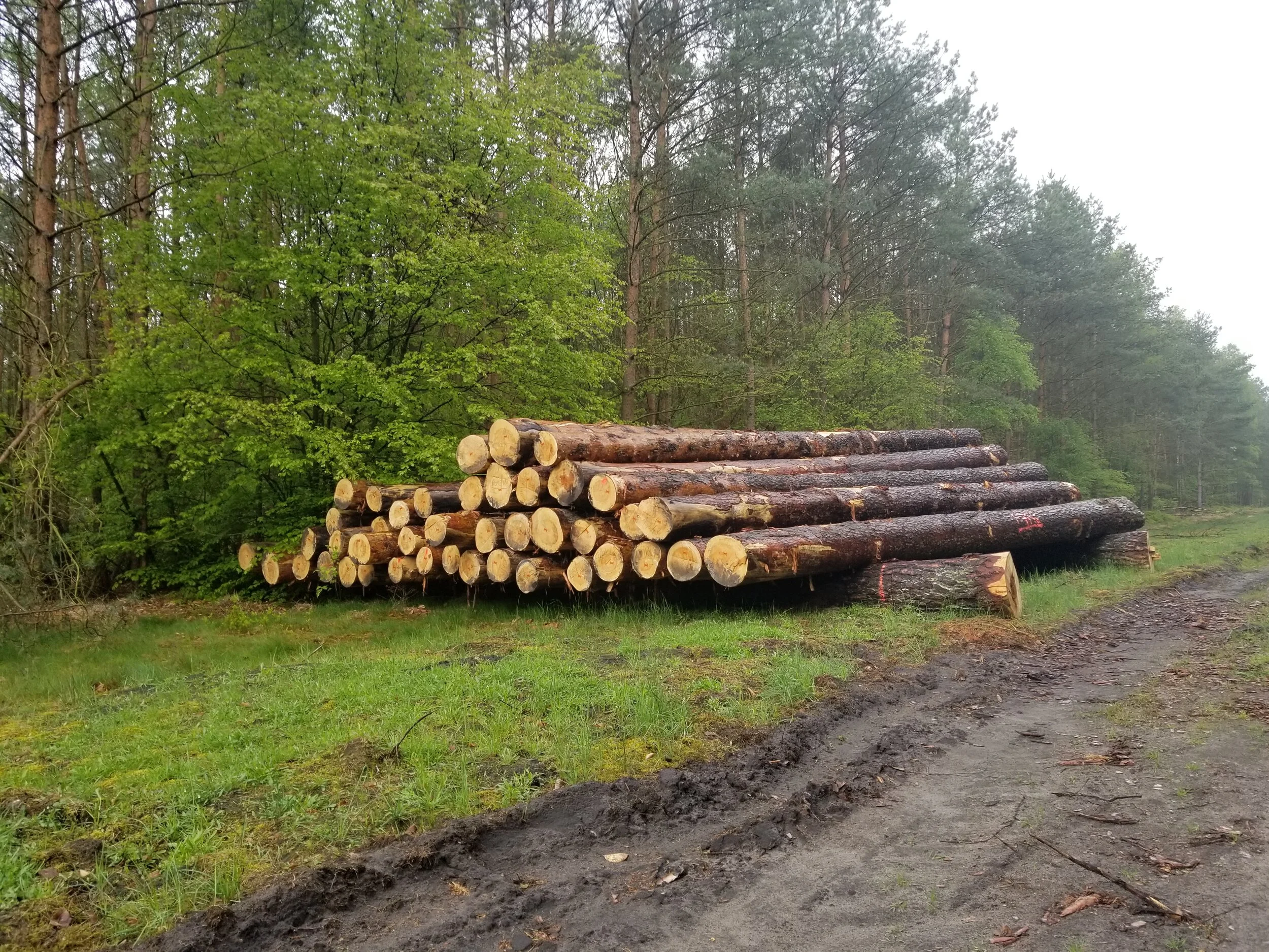 German Forestry Practices and Beer Culture — Lagers and Loggers