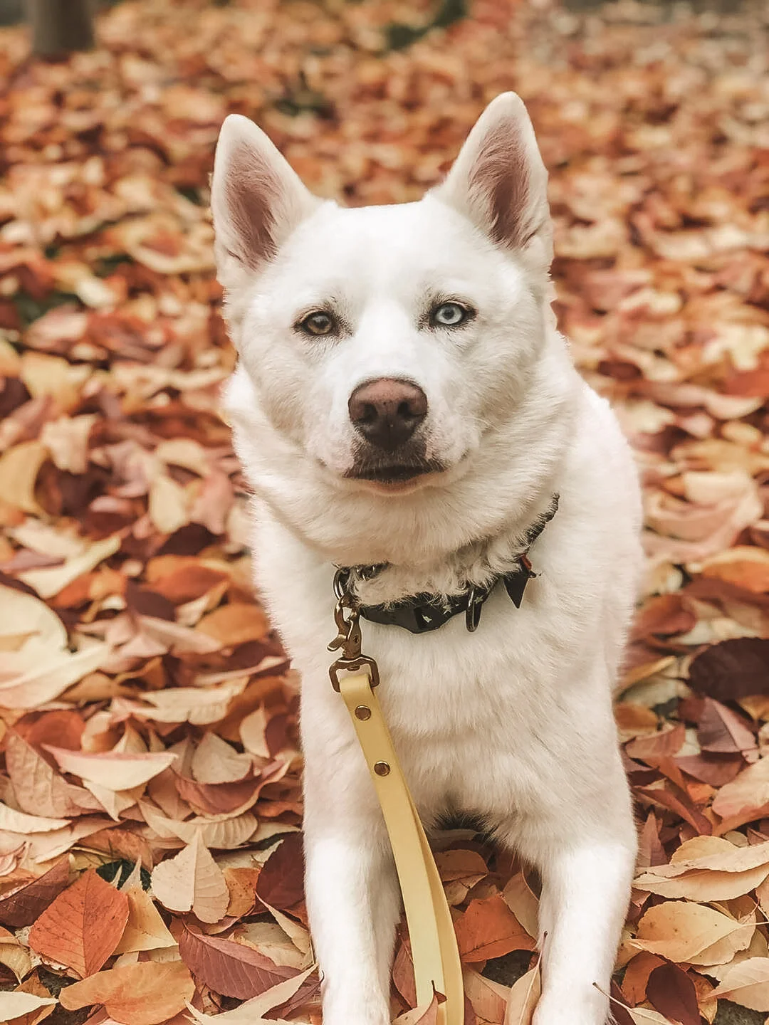 Amani K9 Training and Behavioral Rehabilitation