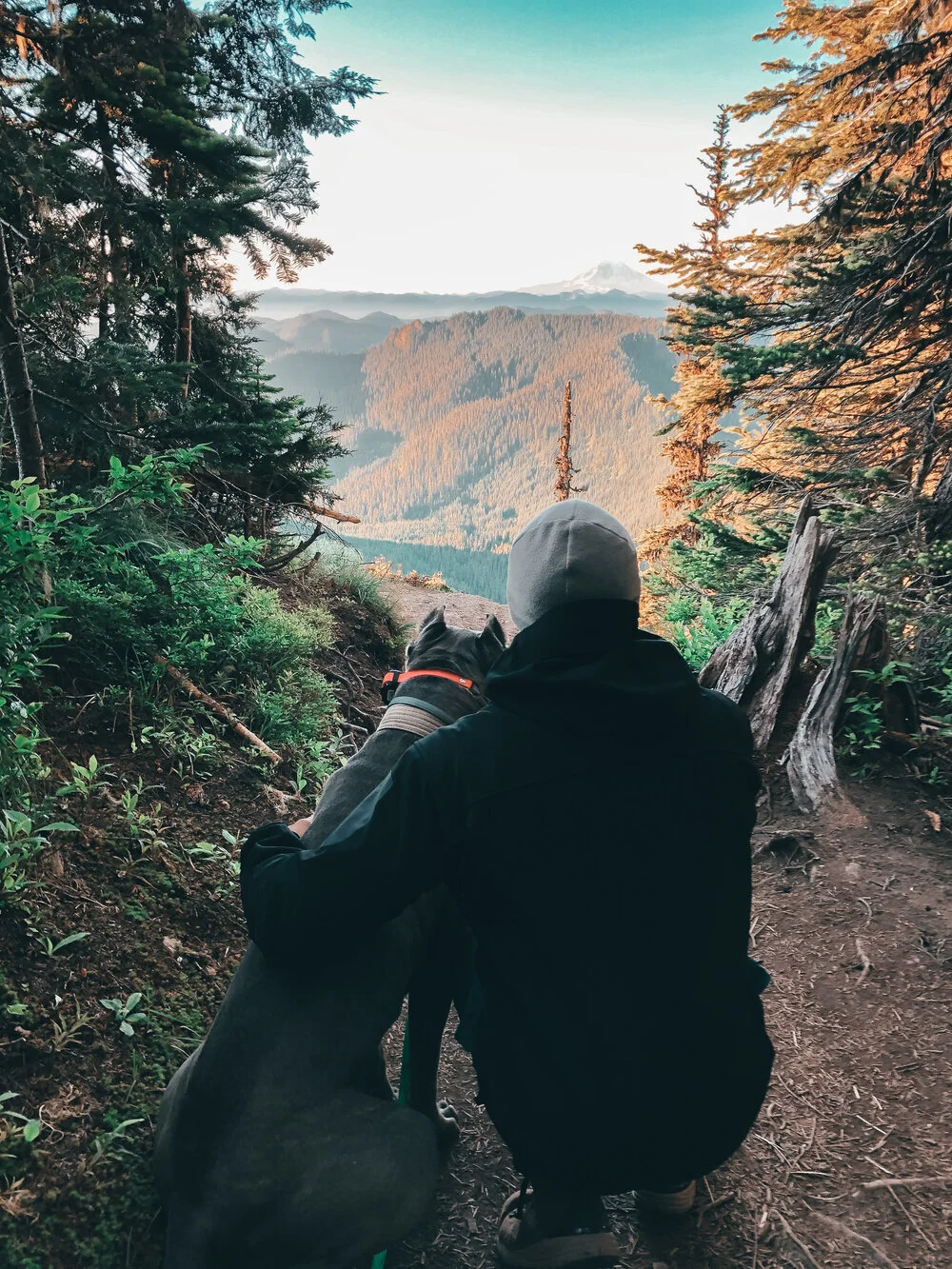 Amani K9 Training and Behavioral Rehabilitation