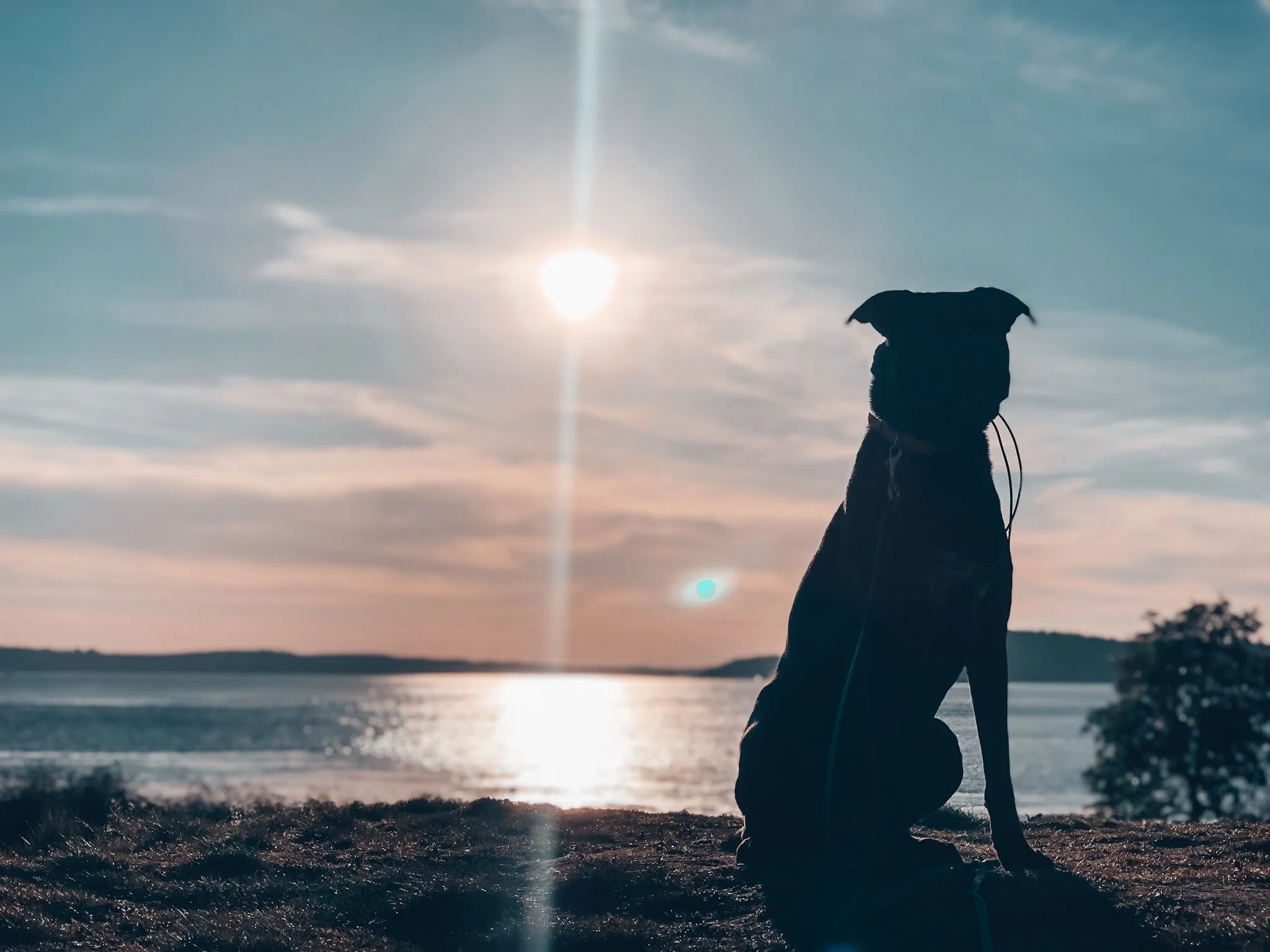 Amani K9 Training and Behavioral Rehabilitation