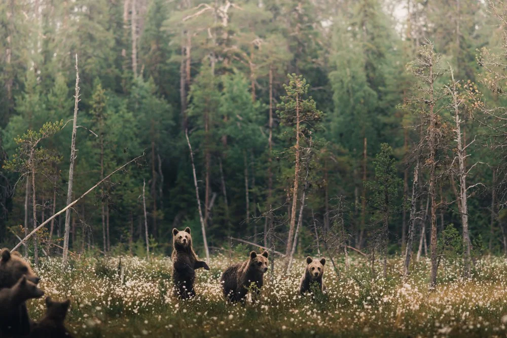 Up close — Konsta Punkka Photography