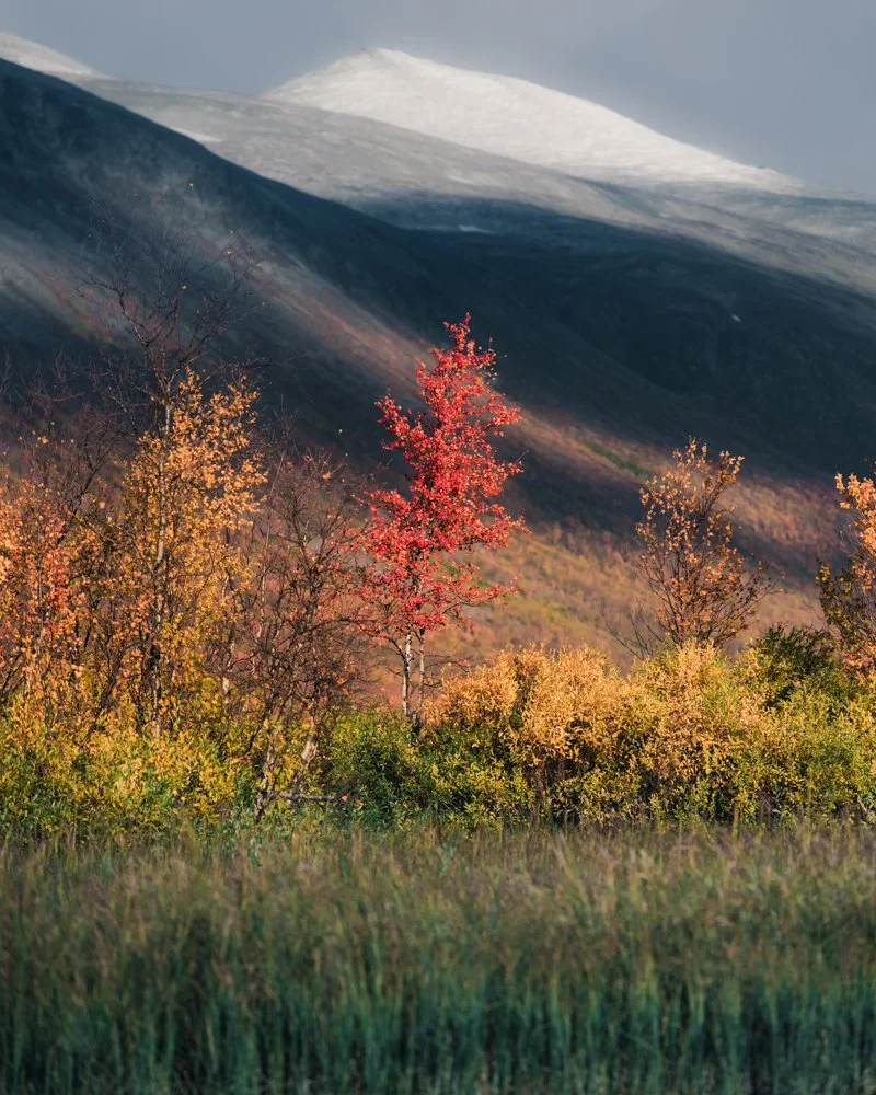 Licensing — Konsta Punkka Photography