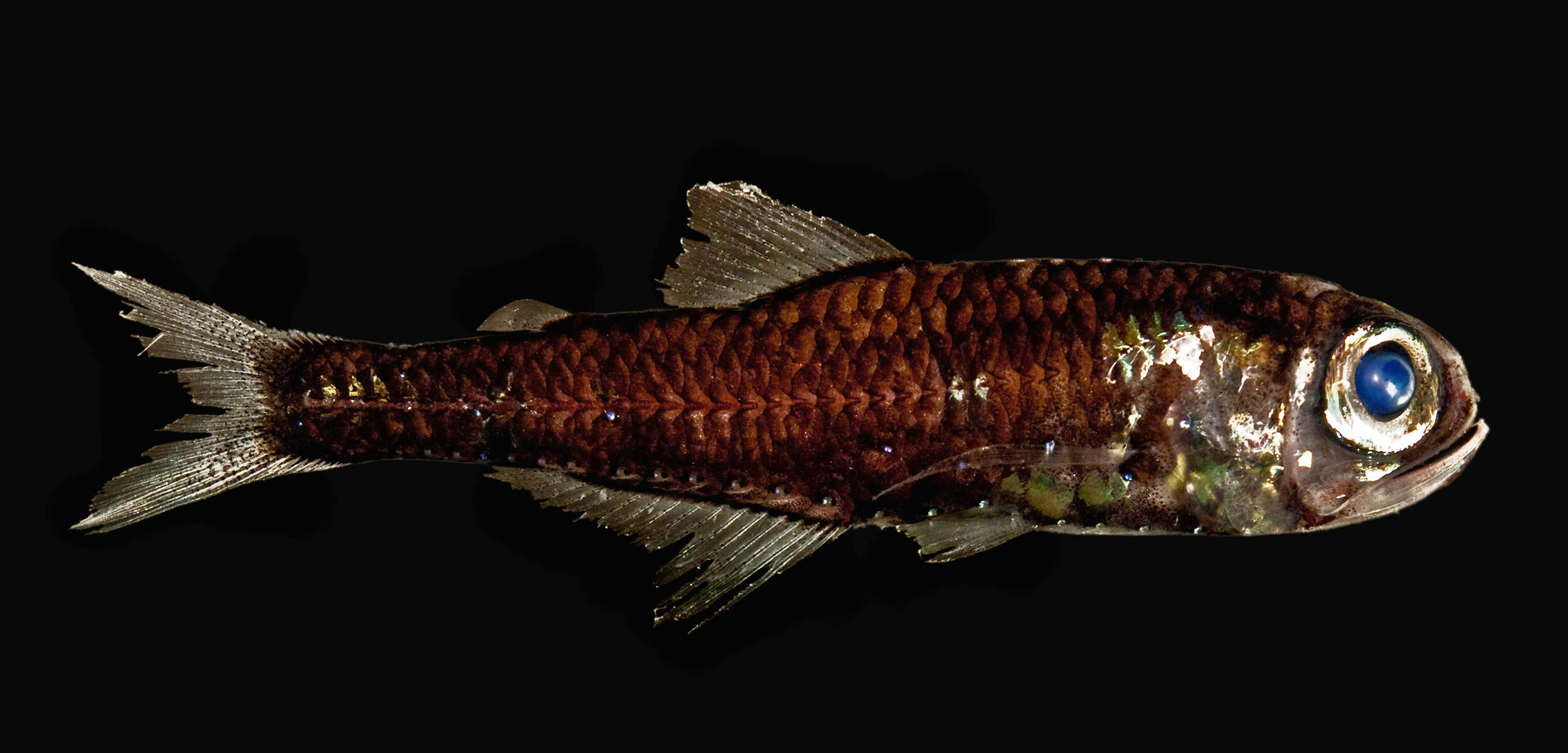 Mesopelagic fish — Mesoaqua