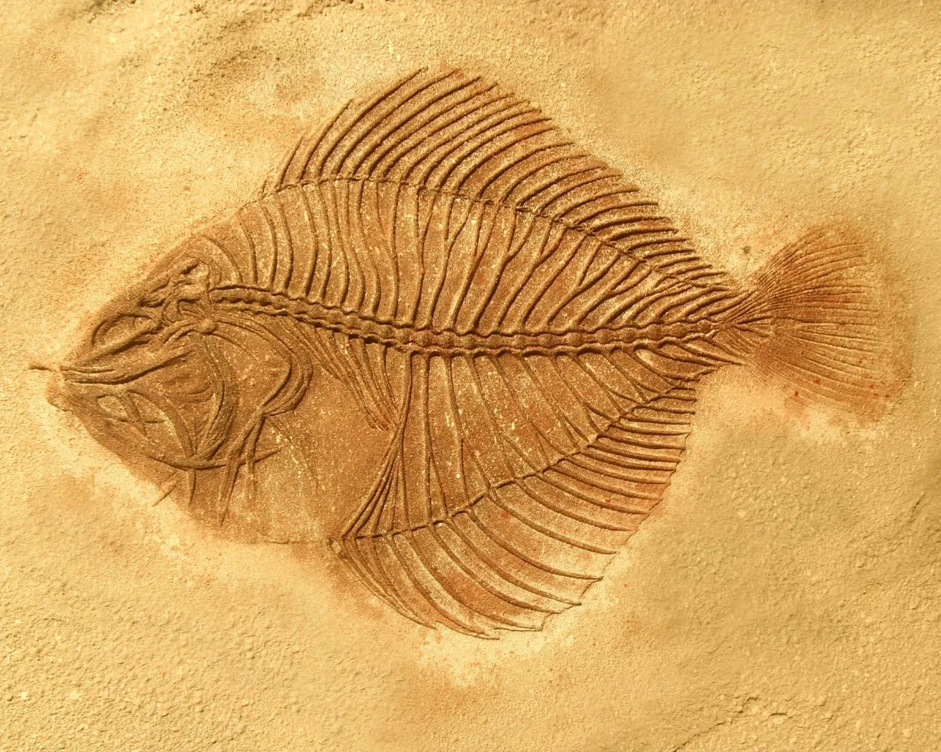 Blog — Found a Fossil