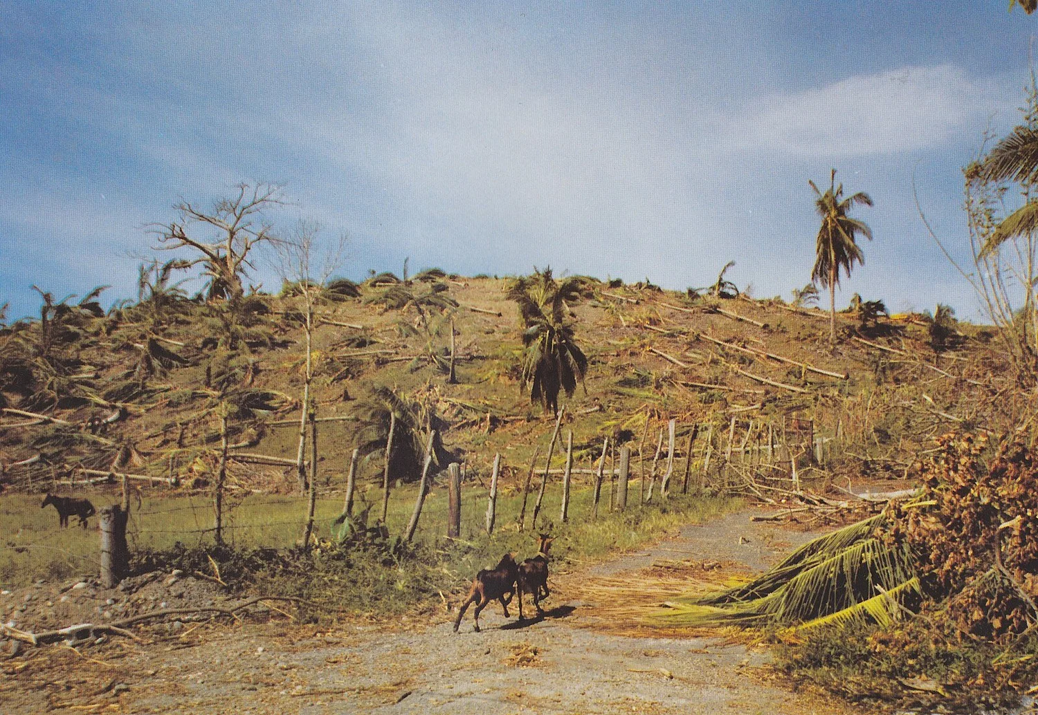 The History of Bananas and Resistance in Jamaica — Jamaican Museum ...