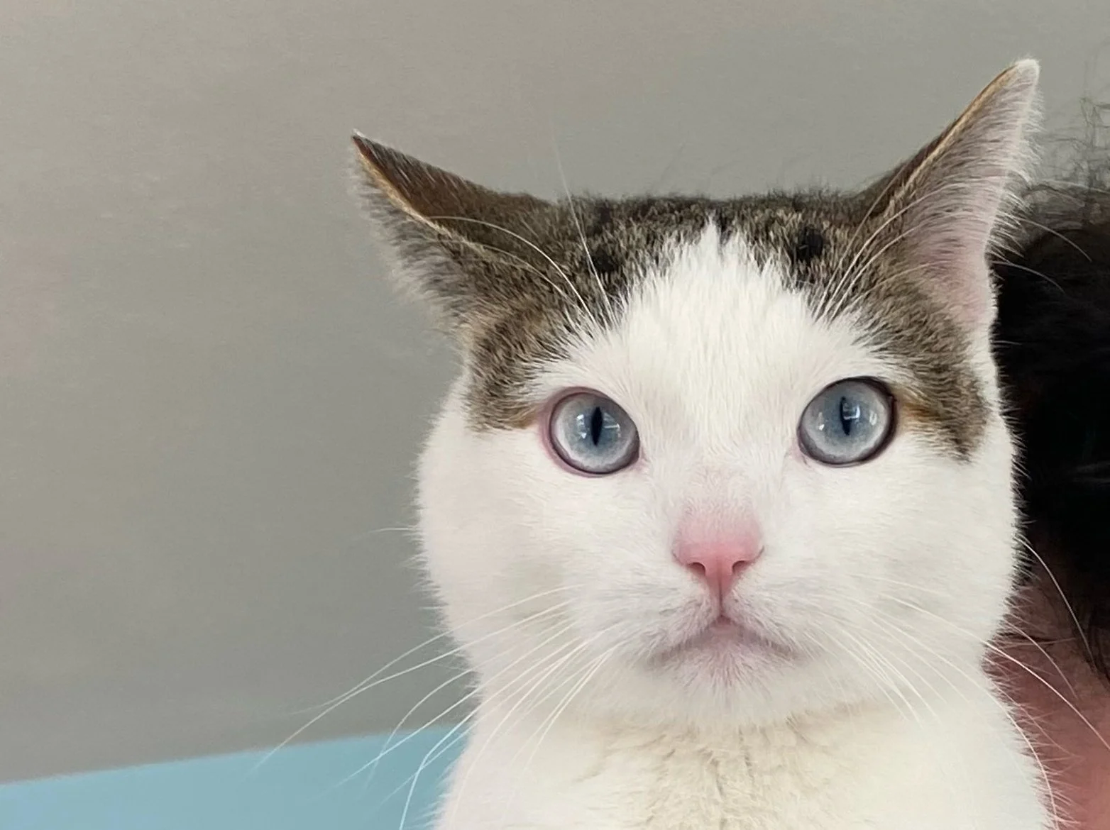 Adoptable Cats — Almost Home Cat Rescue MKE