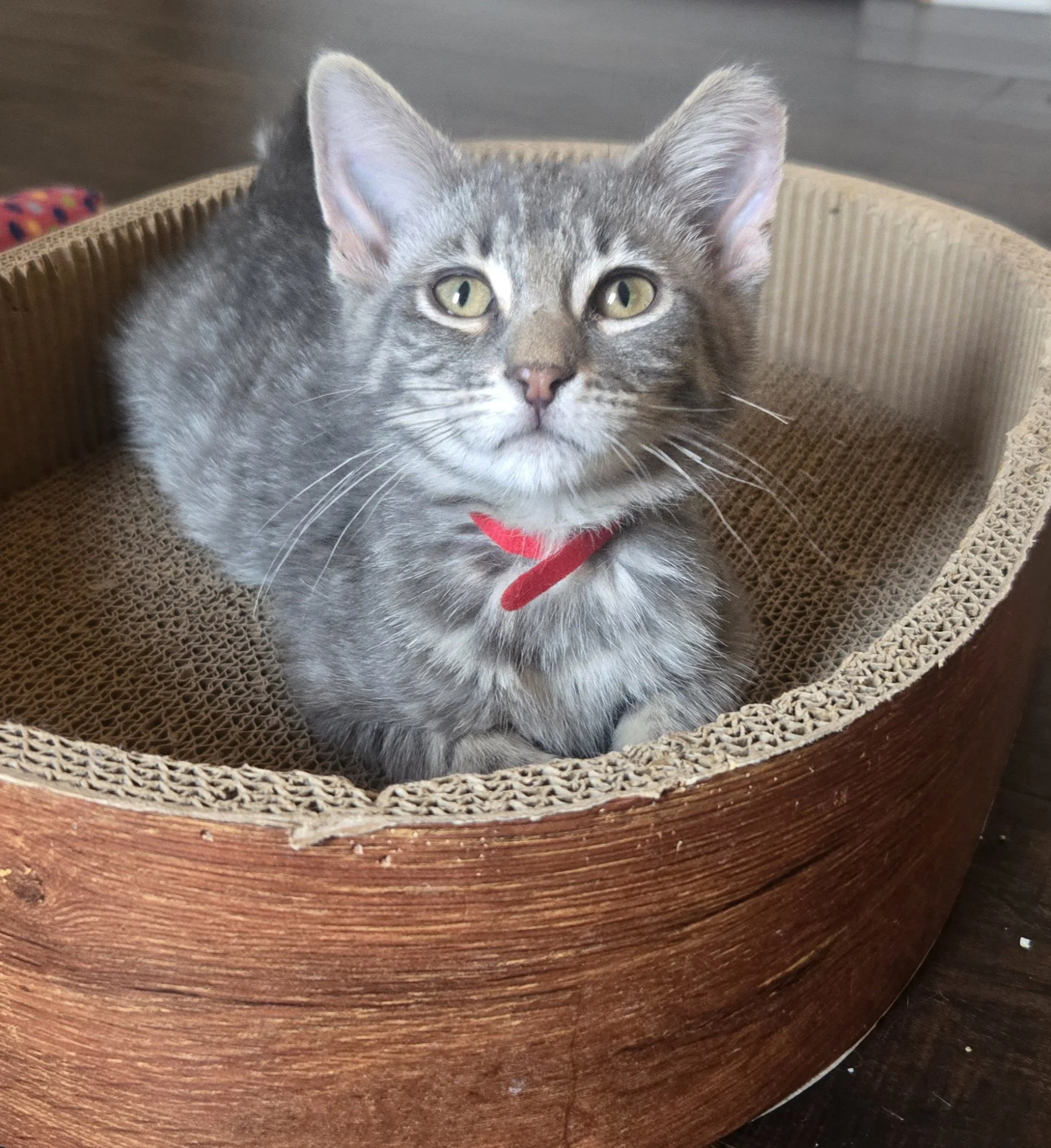 Kittens! — Almost Home Cat Rescue MKE